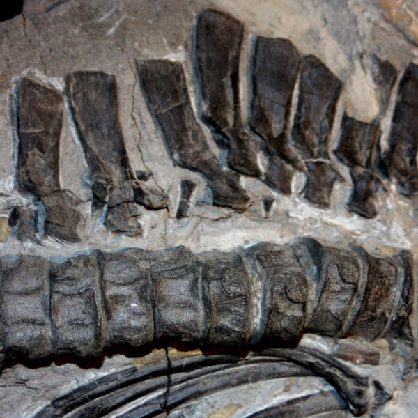 Death of an Ichthyosaur 2 - Lyme Regis Museum