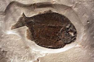 Dapedium from Lang's Fish Beds Found in May 2008 Landslip - Lyme Regis ...