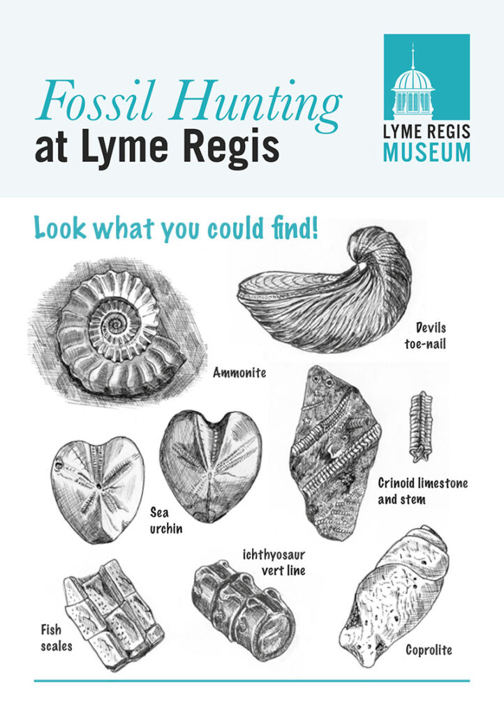 Fossil Hunting PDF Booklet - Lyme Regis Museum